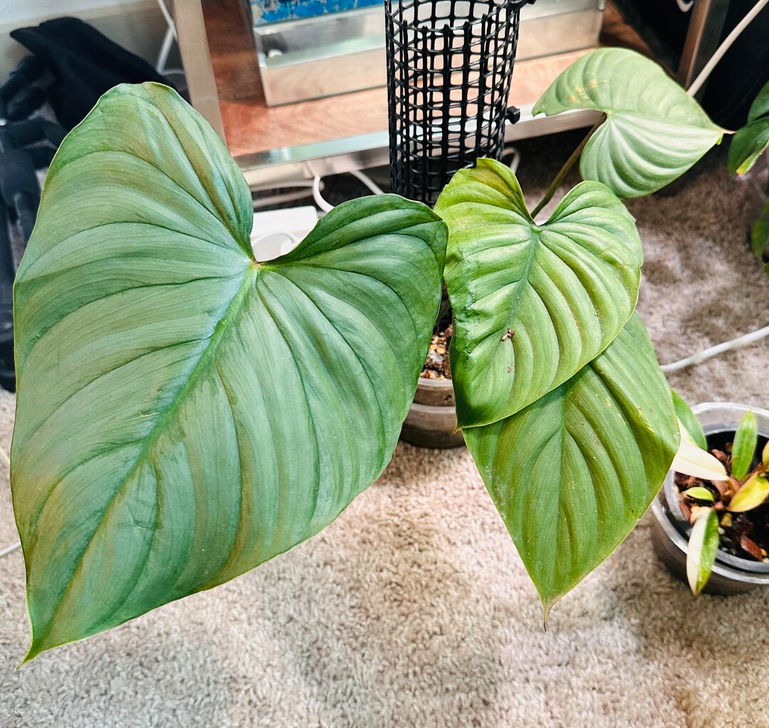 Philodendron Sp Silver Angel - Etsy