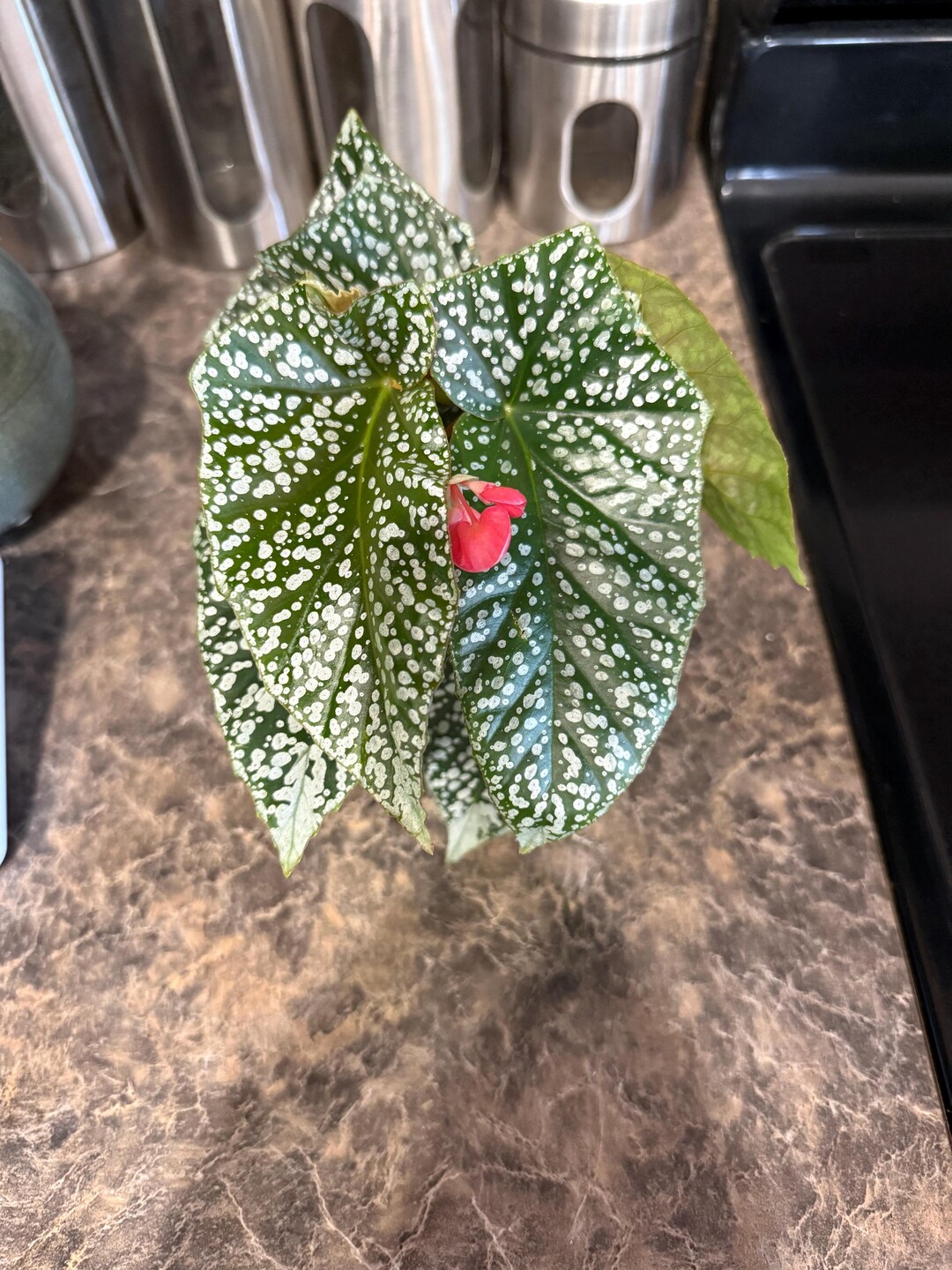 Begonia Snow Capped Variegated - Reverted - Etsy