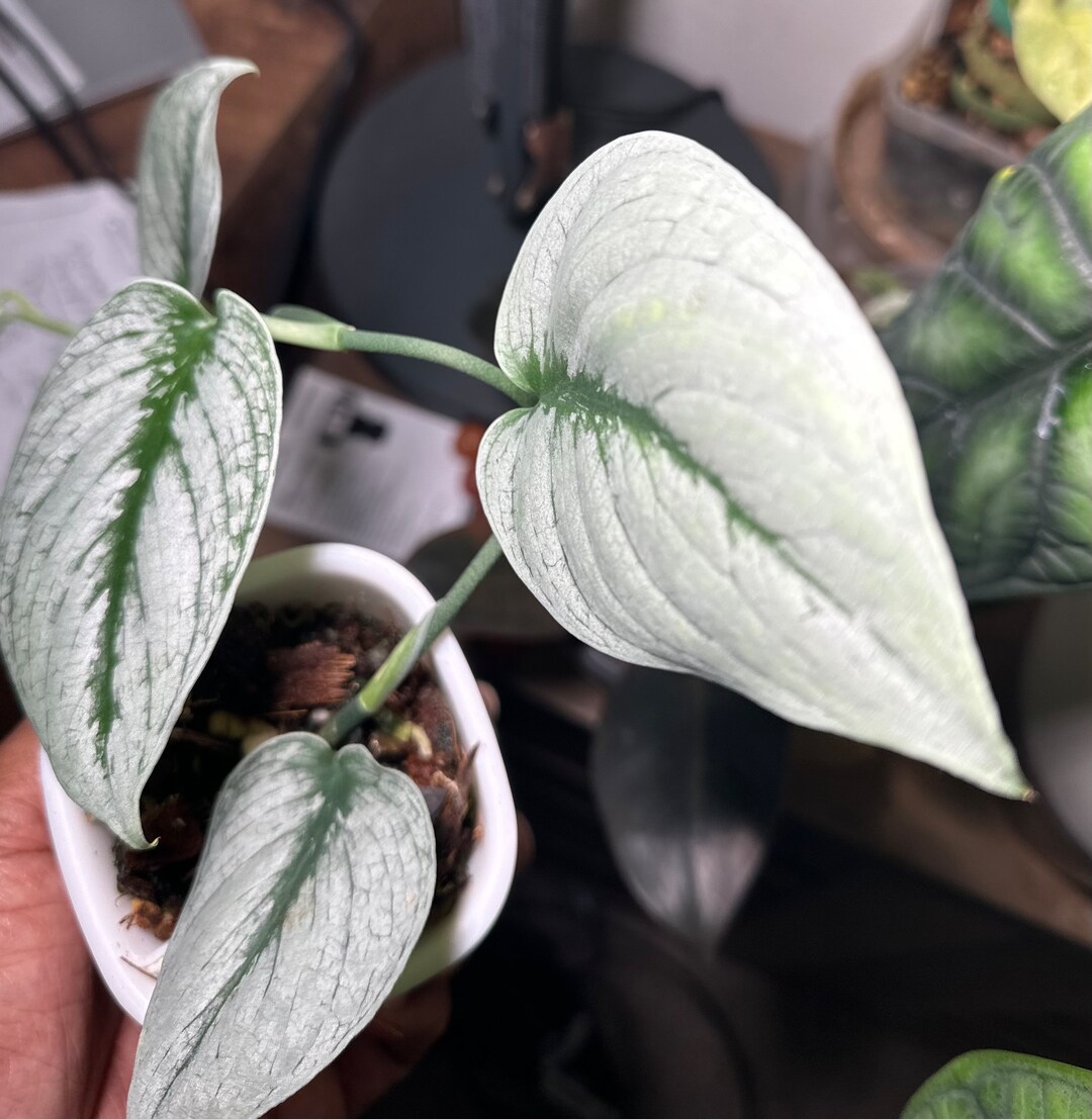 Scindapsus Sp Super Silver - Etsy