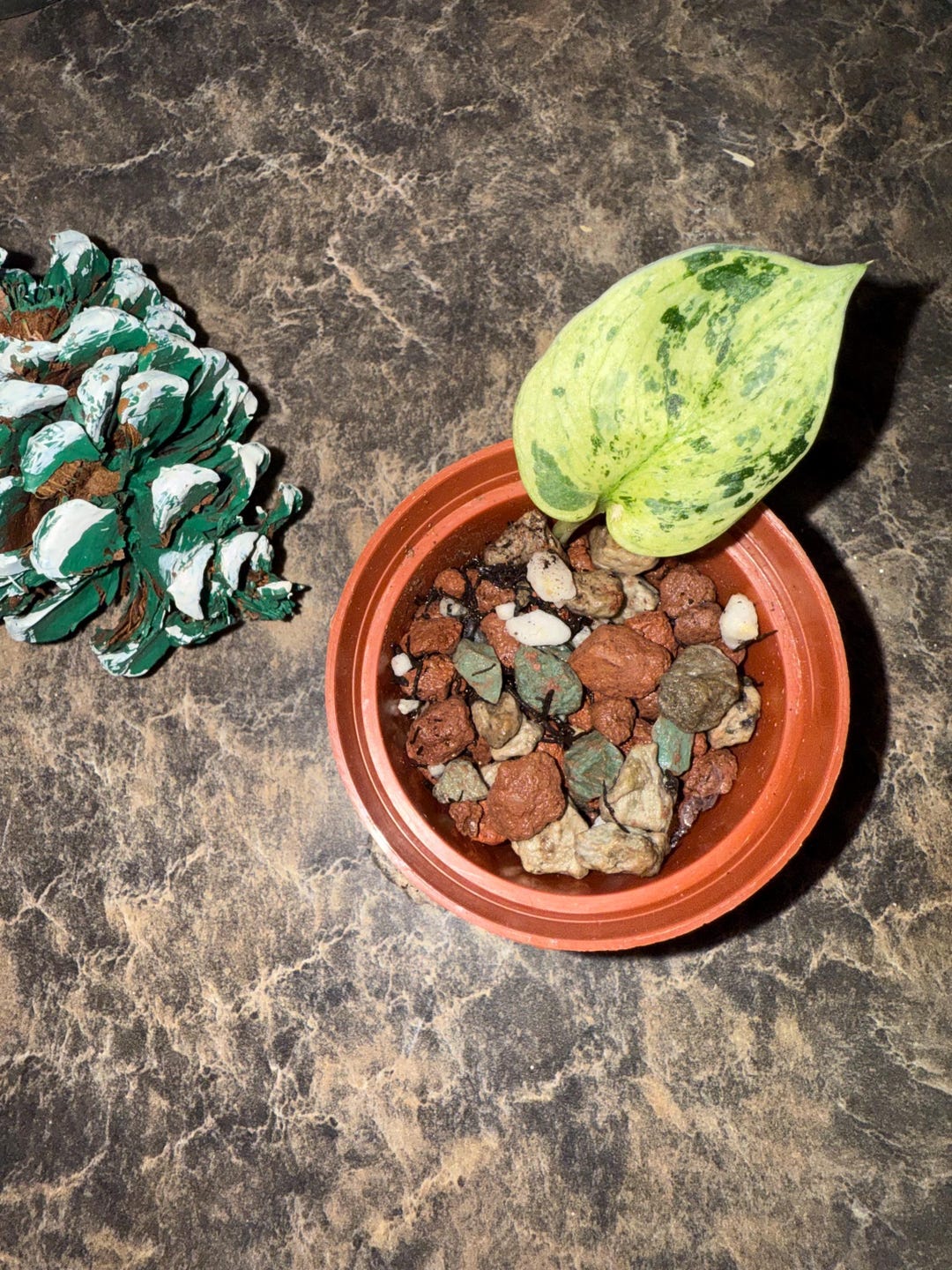 Scindapsus Halimoon Rooted Cutting - Etsy