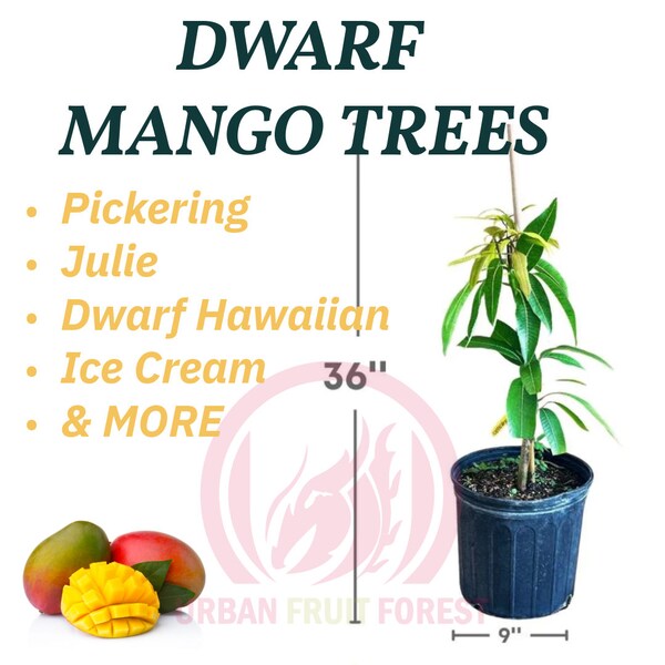 Dwarf Mango - Etsy