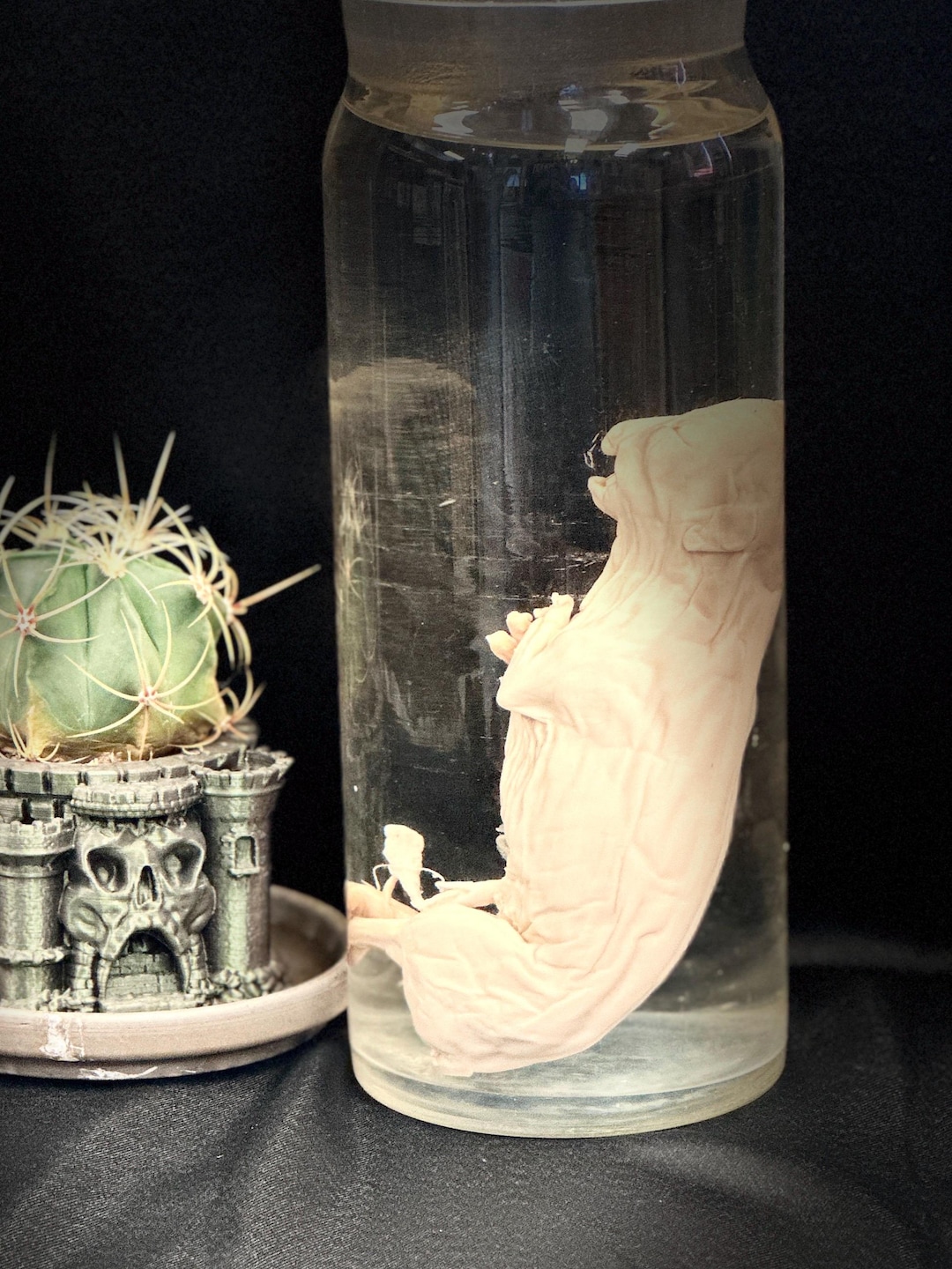 Cleft Palate Fetal Pig Wet Specimen - Etsy