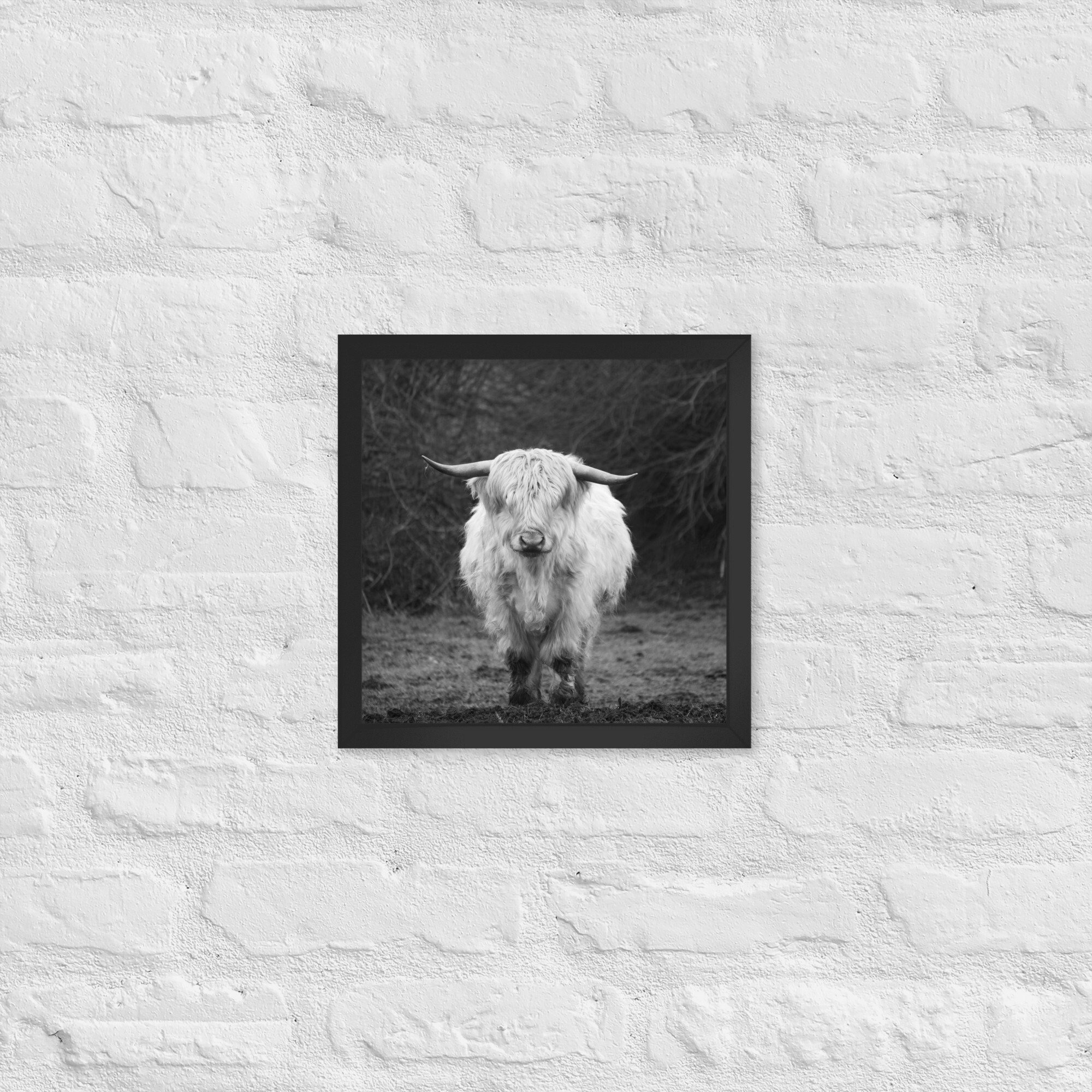 Cow Framed Picture Highland Cow Photography Gloss Paper Frame Wall ...