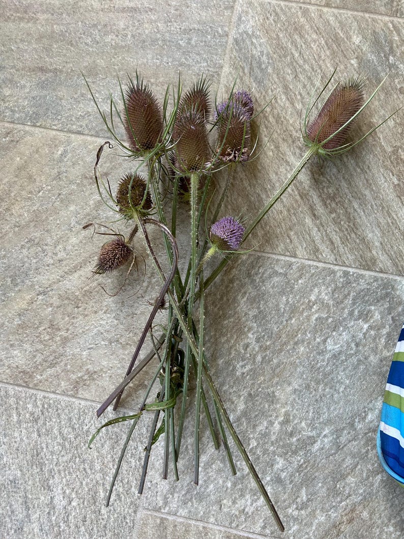 Teasel Thistle (xu Duan), 20 Natural Pieces, Crafting, Rustic Decor ...