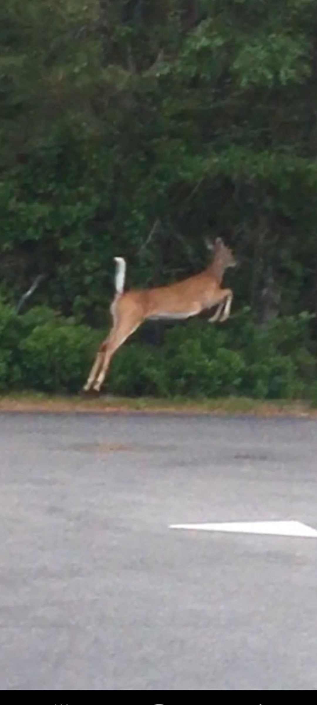 Cape Cod Deer - Etsy