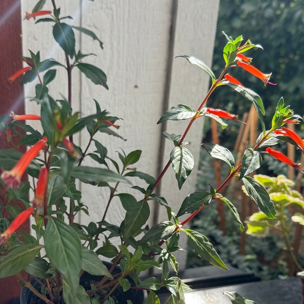 Firecracker Plant - Etsy