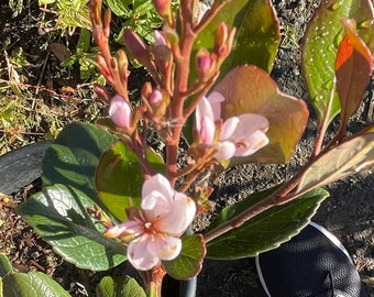 Indian Hawthorn ( 1 Gallon ) / Pink Lady / Rhaphiolepis Indica - Etsy