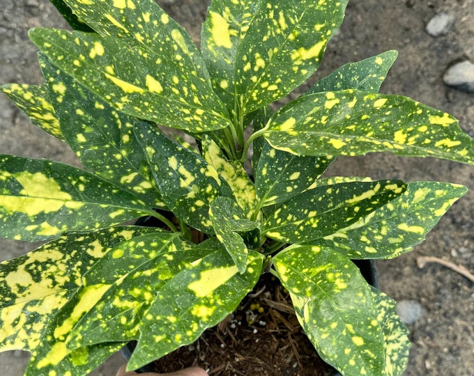 Aucuba Gold Dust, Aucuba Japonica 'variegata', Spotted Laurel, Shade ...