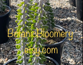 Madagascar Ocotillo (alluaudia Procera) - Etsy
