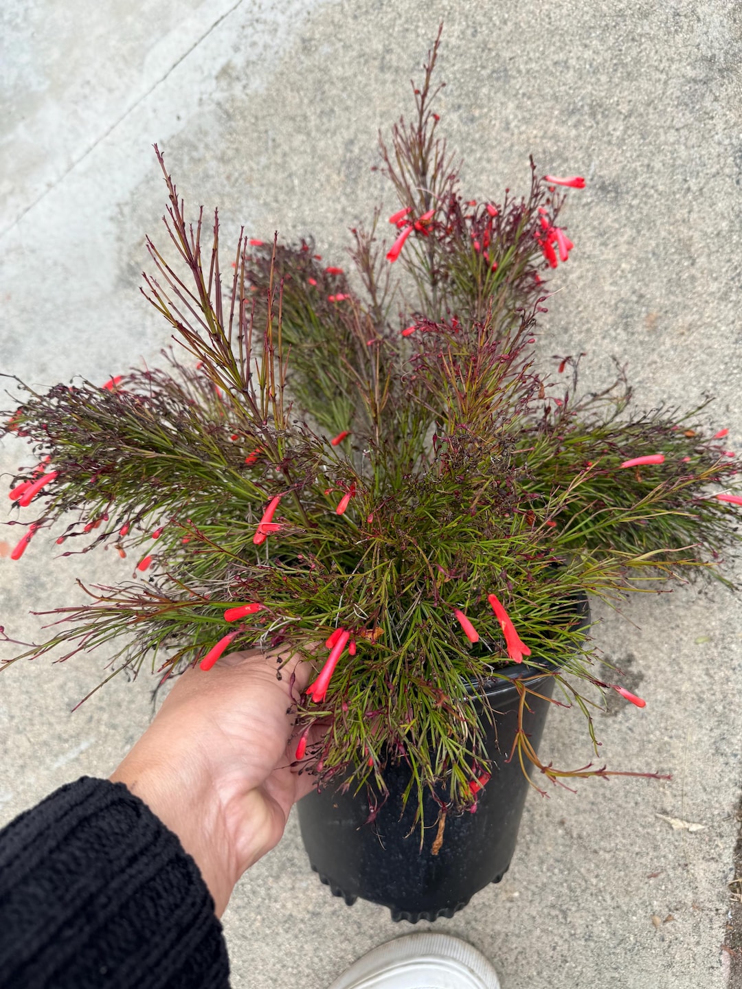 Coral Fountain Grass- Firecracker Plant- Russelia Equiseti- Currently ...