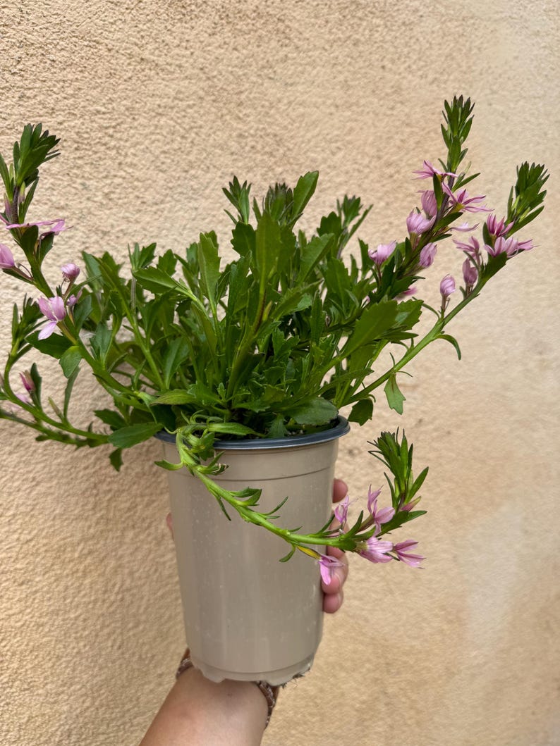 Scaevola Plant – 4” Pot – Choose Blue Brilliance, Fairy White, or Fairy ...
