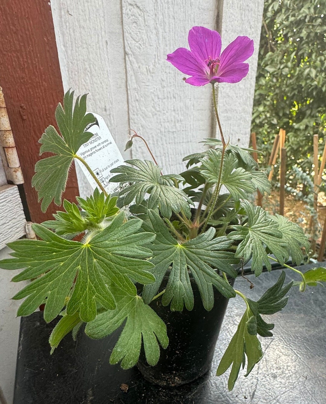 Geranium 'tiny Monster' - Etsy