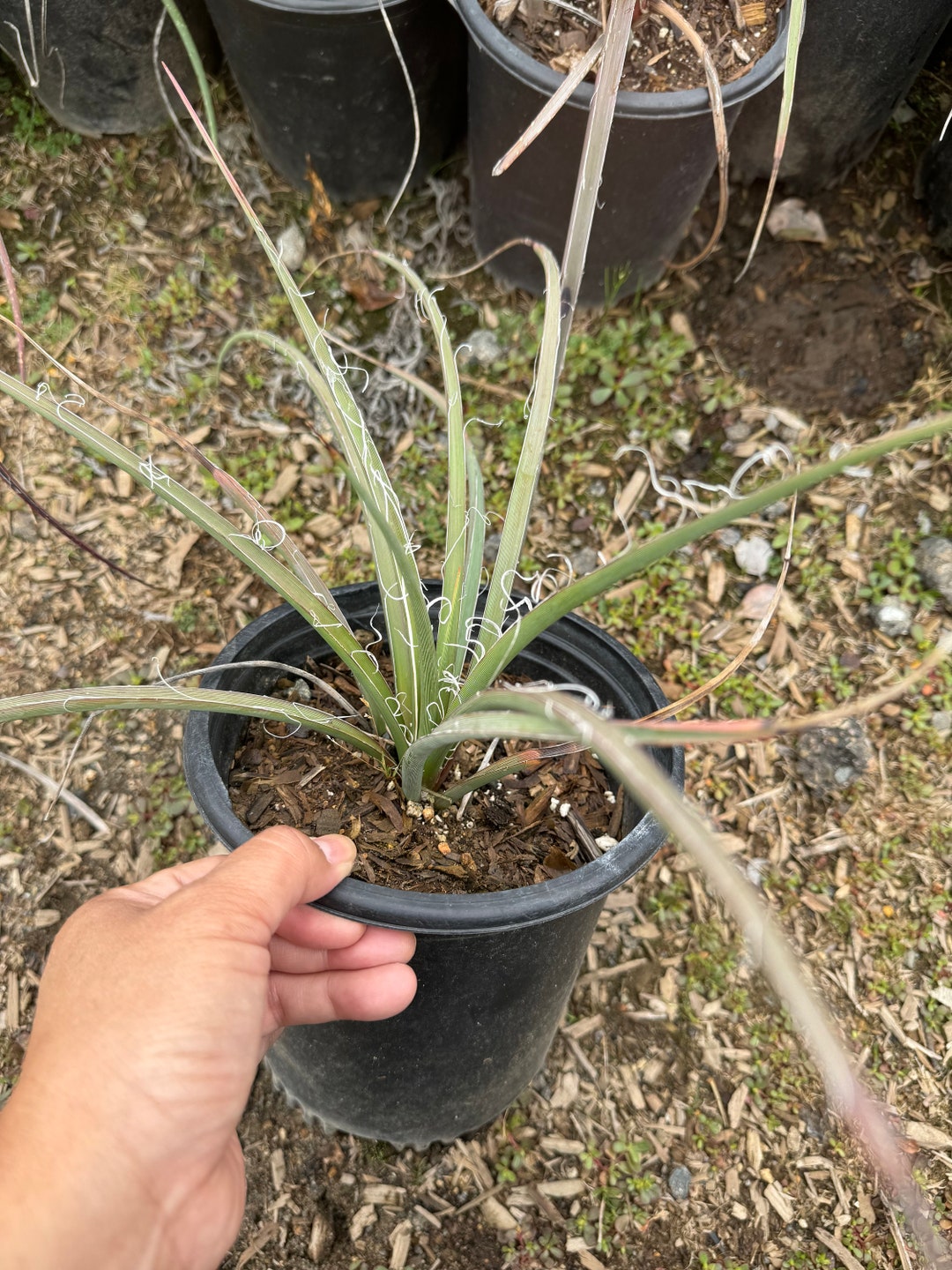 Red Yucca (hesperaloe Parviflora) - Drought-tolerant Beauty in ...