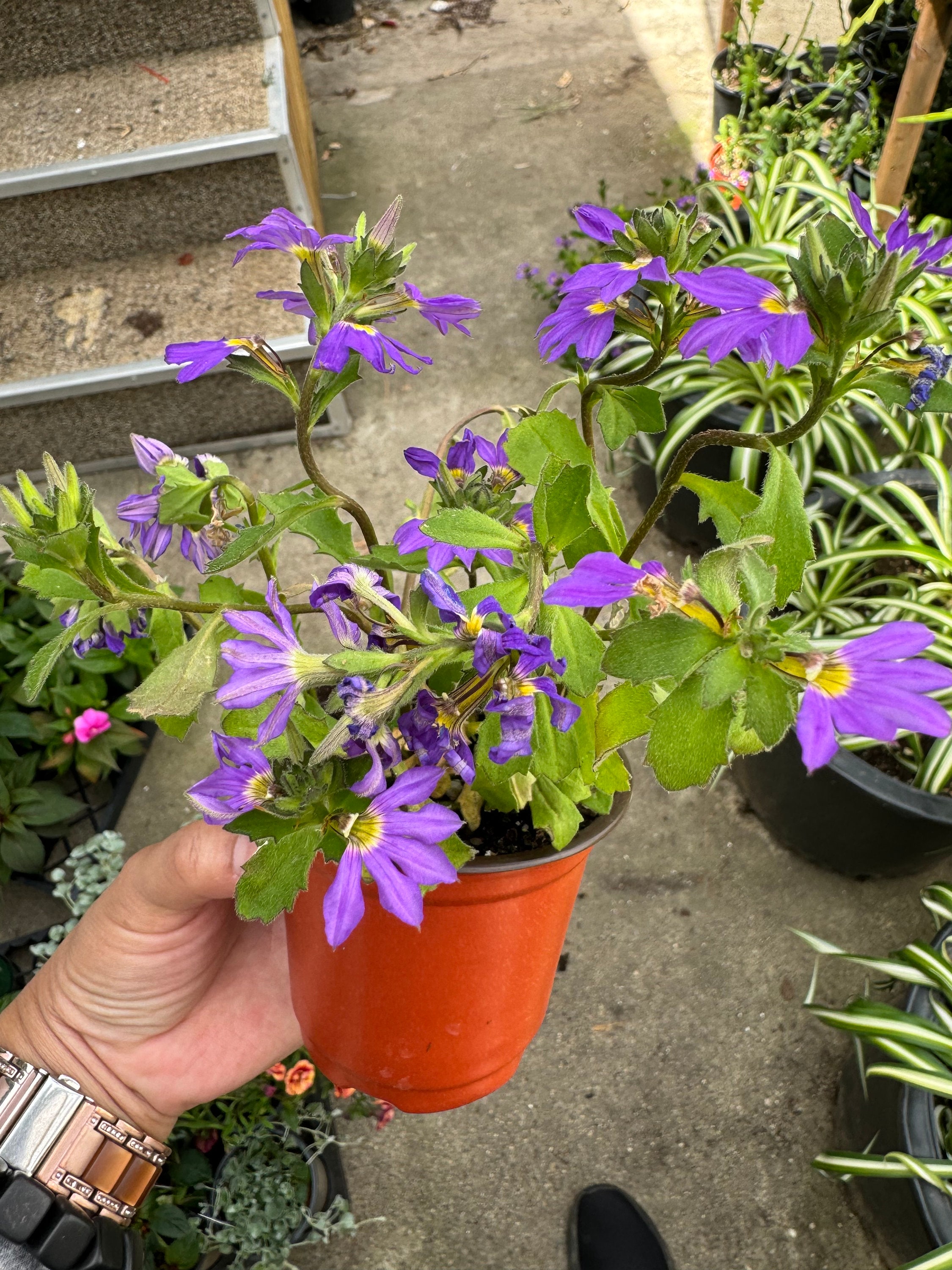 Scaevola Plant – 4” Pot – Choose Blue Brilliance, Fairy White, or Fairy ...