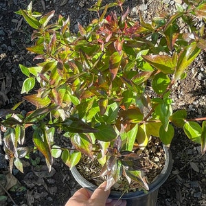 Glossy Abelia Linnaea X Grandiflora - Etsy