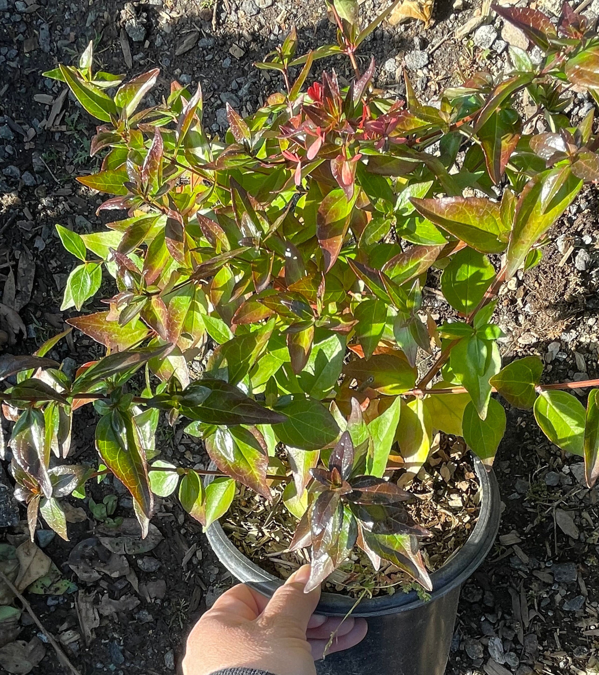 Glossy Abelia Linnaea X Grandiflora - Etsy