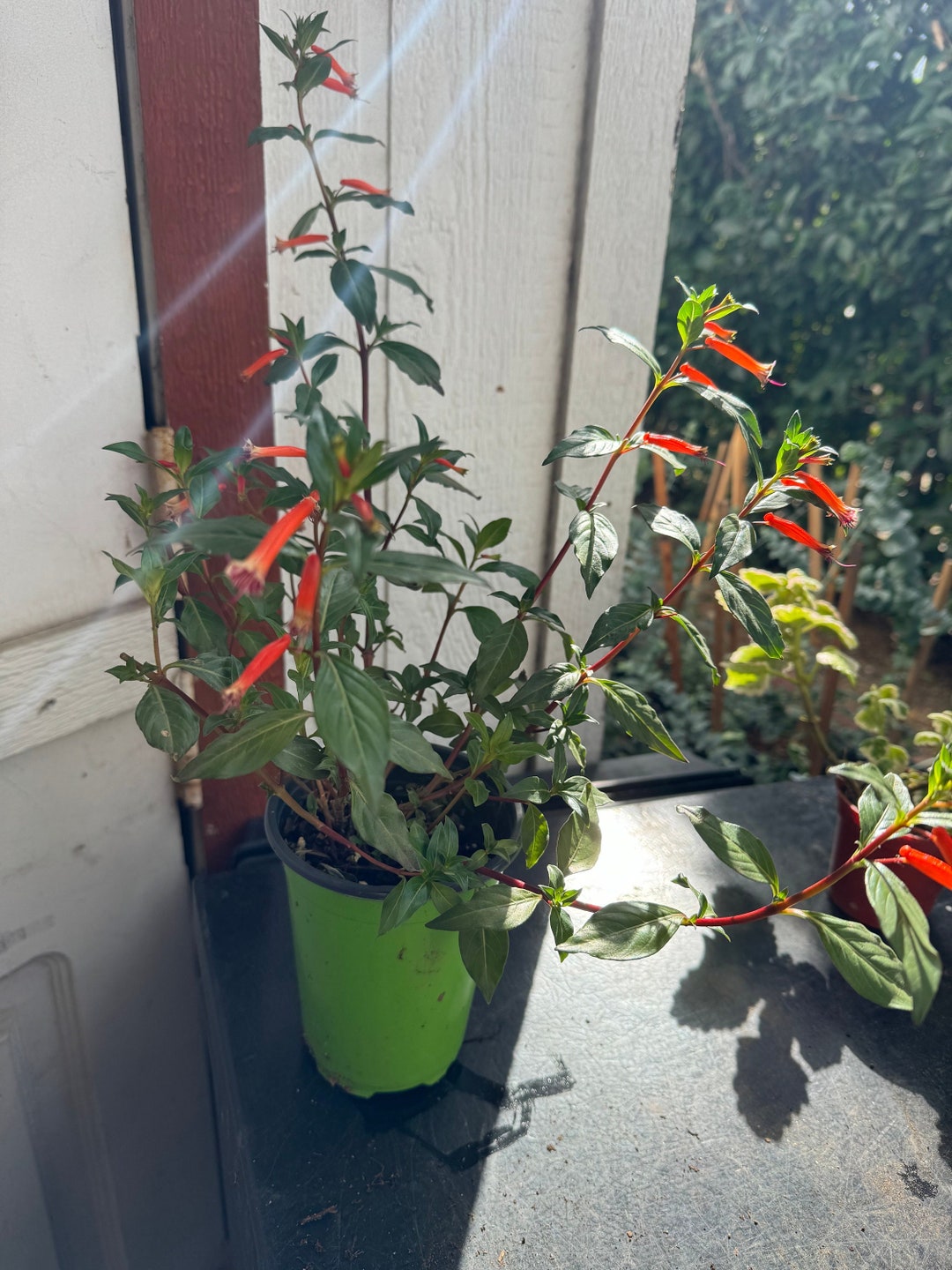 Live Mexican Cigar Plant (cuphea Ignea) Firecracker Plant- You Choose ...