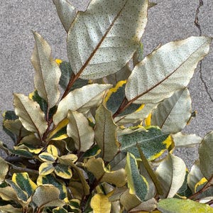 Gilt Edge Silverberry Plant - Variegated Elaeagnus in One-gallon Pot - Etsy
