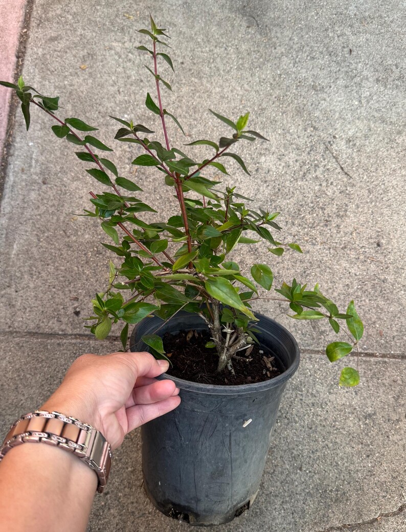 Glossy Abelia Linnaea X Grandiflora - Etsy