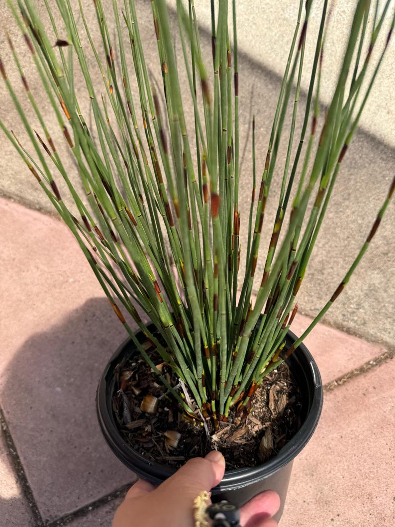 Cape Rush (chondropetalum Tectorum) – One Gallon Pot - Etsy