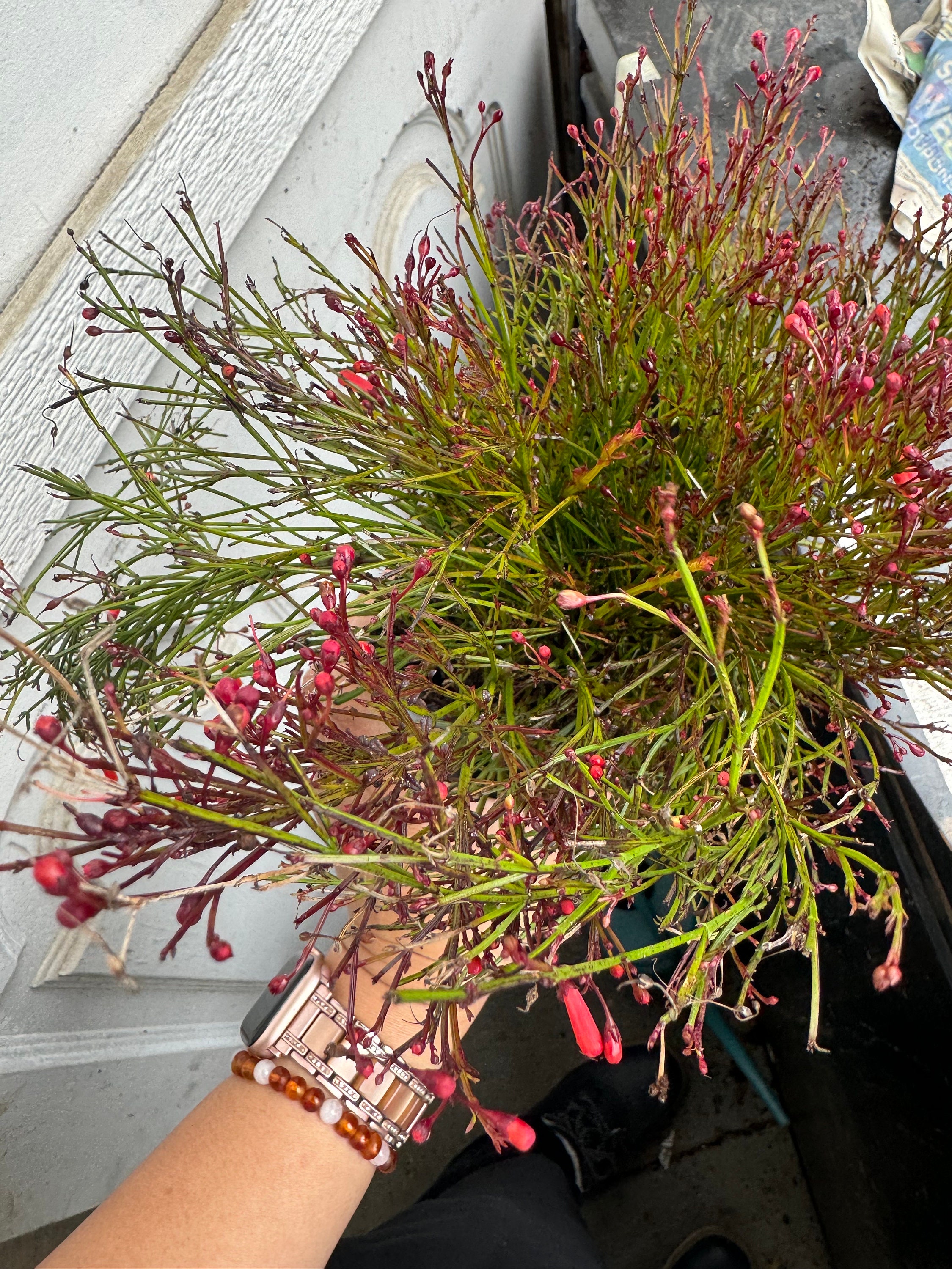 Coral Fountain Grass Firecracker Plant Russelia Equiseti Currently ...