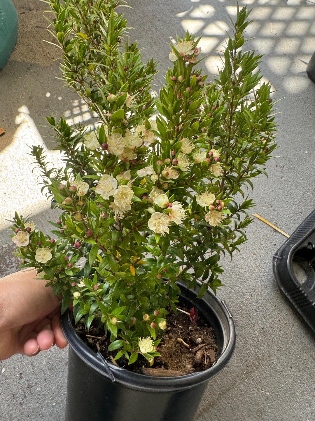 Dwarf Myrtle, Myrtus Communis ‘compacta’ - Etsy