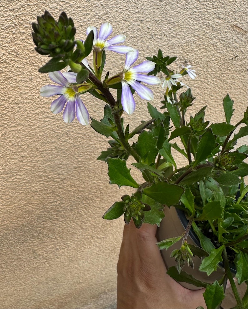 Scaevola Plant – 4” Pot – Choose Blue Brilliance, Fairy White, or Fairy ...