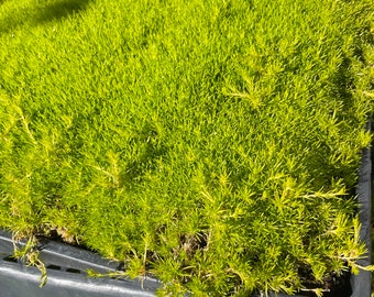 IRISH MOSS 1000 Seeds Sagina Subulata Heath Pearlwort Lawn Perennial - Etsy