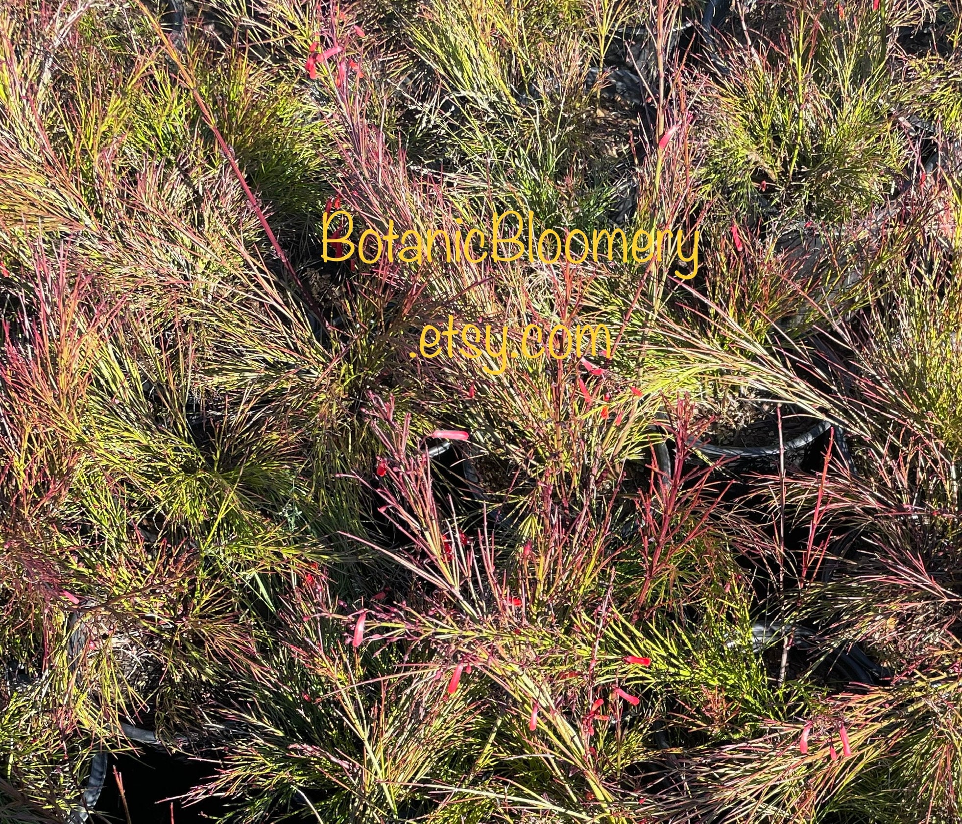 Coral Fountain Grass Firecracker Plant Russelia Equiseti Currently ...