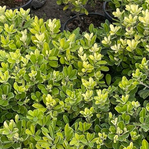Dwarf Karo Pittosporum (pittosporum Crassifolium 'compactum' or 'nana ...