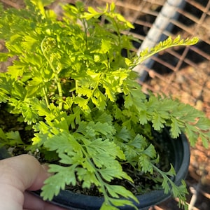 Austral Gem- Asplenium Hybrid, Bird's Nest Fern - Etsy