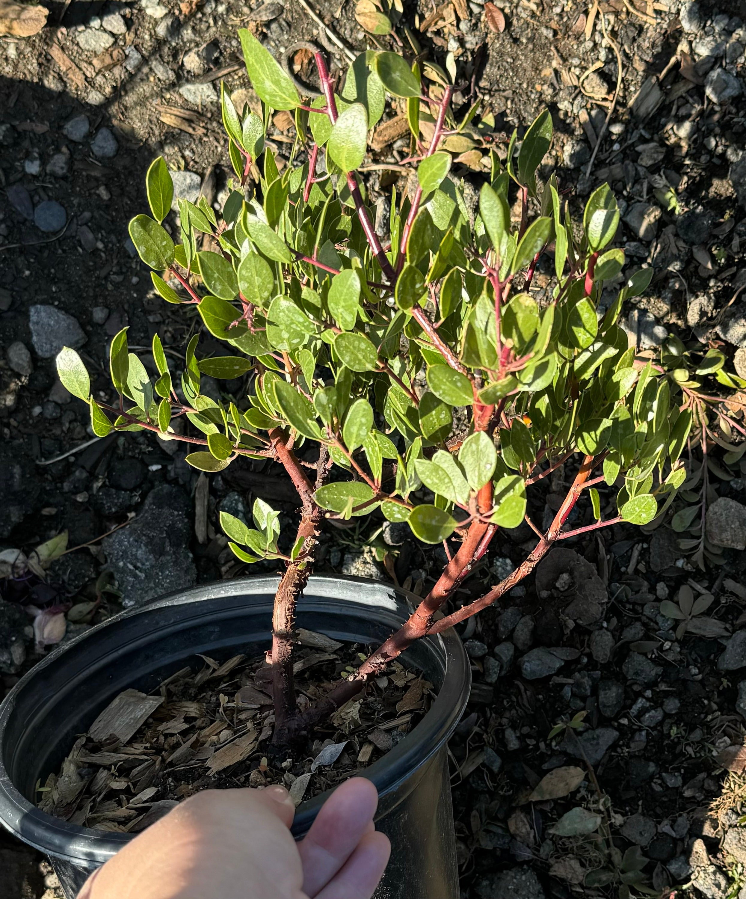 Arctostaphylos Densiflora 'dr. Hurd' Manzanita or 'howard Mcminn ...