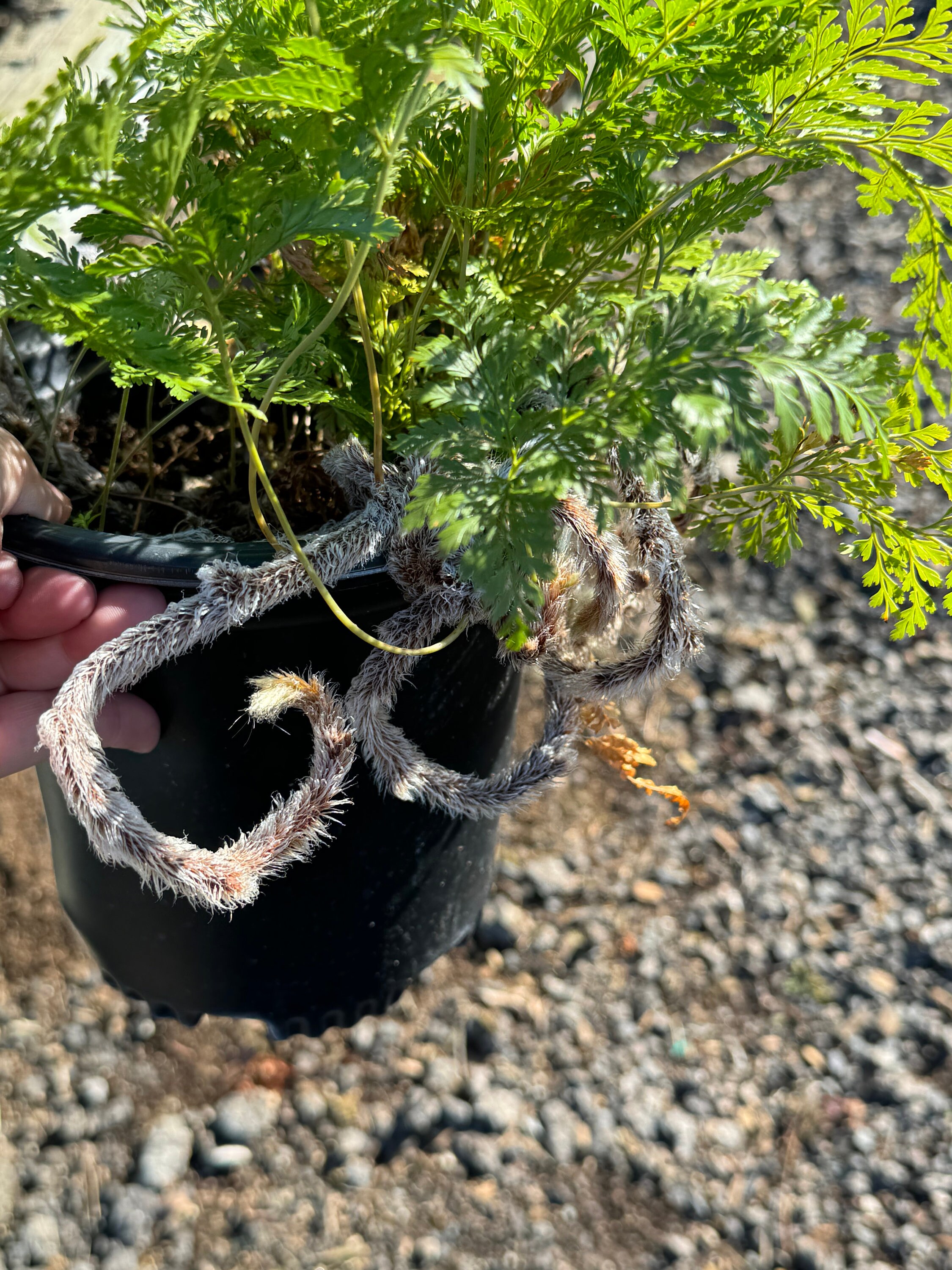 Rabbit's Foot Fern Davallia Trichomanoides, Squirrel's Foot Fern - Etsy