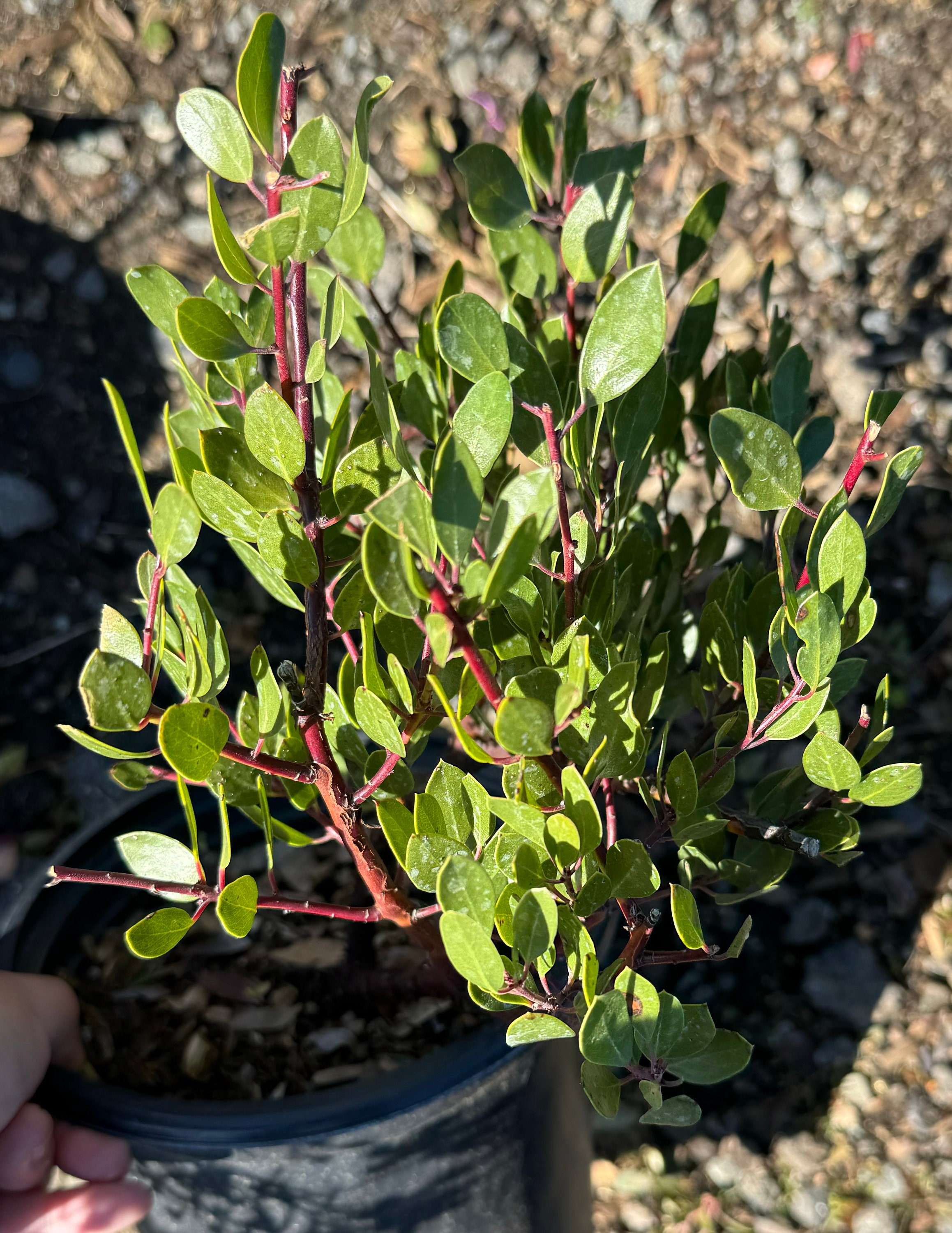 Arctostaphylos Densiflora 'dr. Hurd' Manzanita or 'howard Mcminn ...