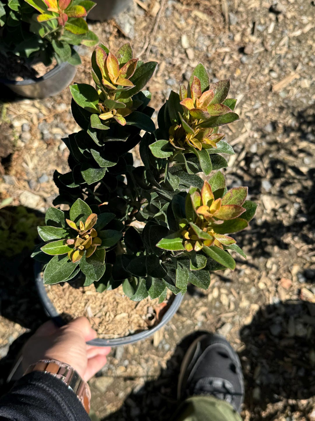 Yeddi Hawthorn - Rhaphiolepis Umbellata ‘minor’ in 1-gallon Pot - Etsy