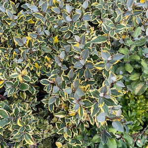 Gilt Edge Silverberry Plant - Variegated Elaeagnus in One-gallon Pot - Etsy