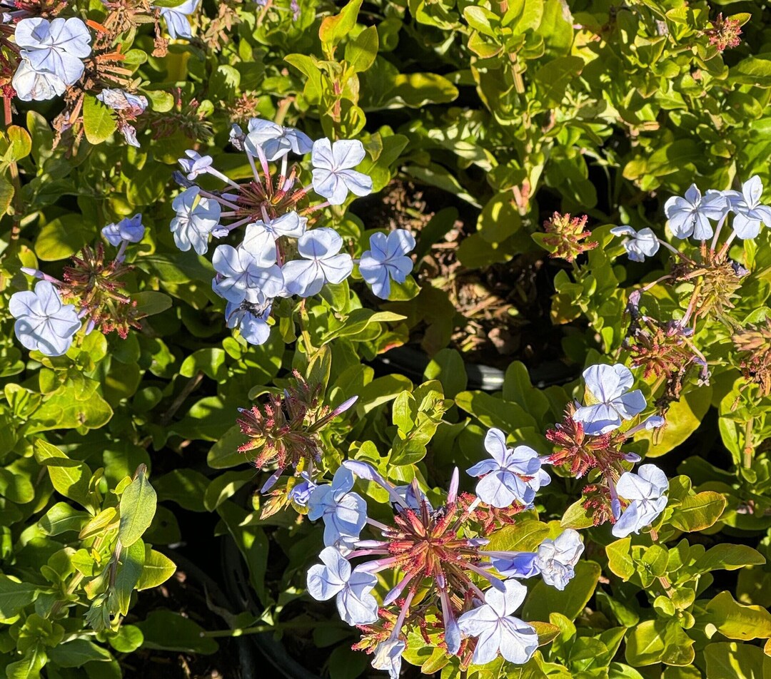 Cape Plumbago Blue, Drought-tolerant Shrub (one-gallon Pot) - Etsy