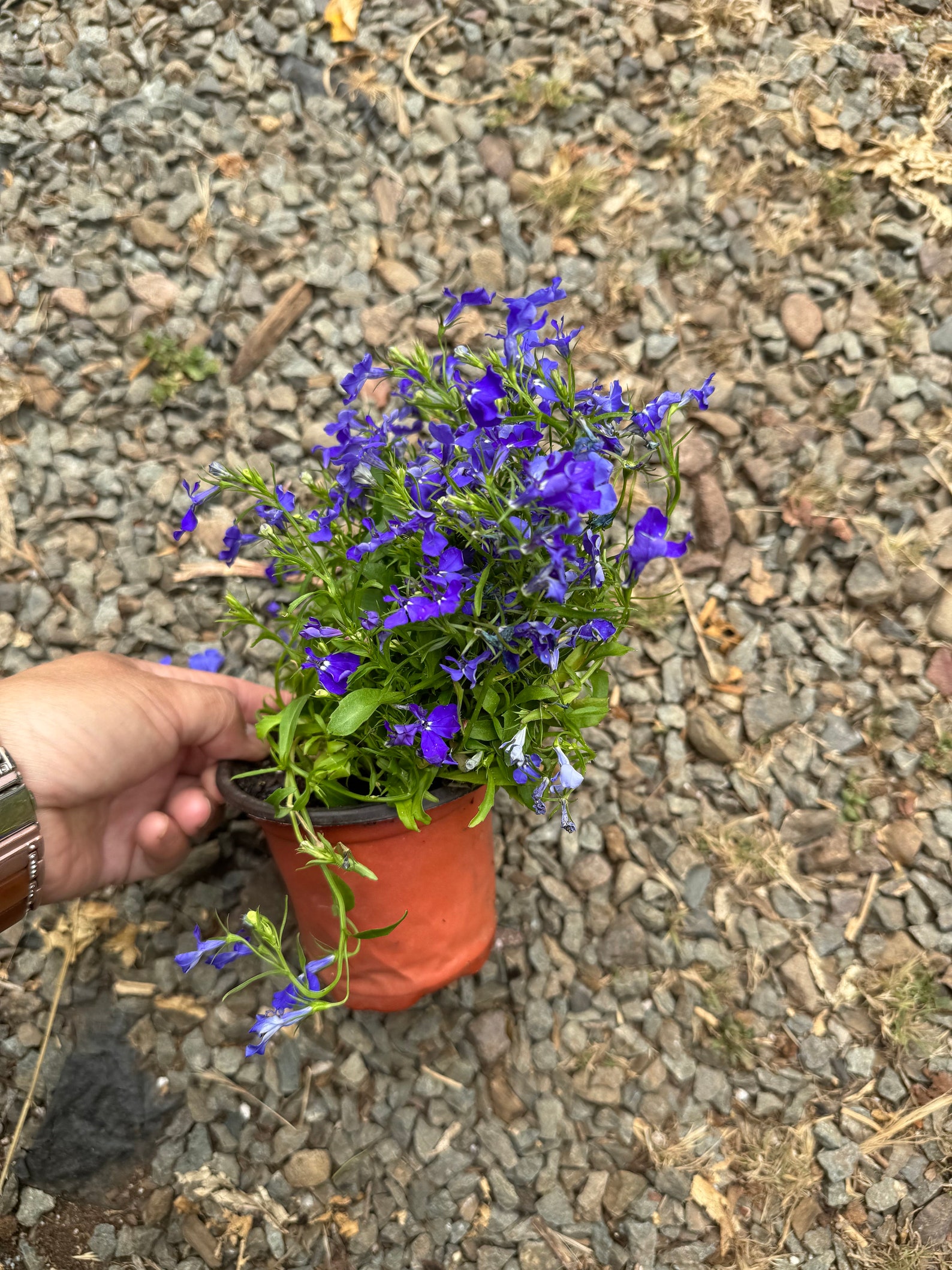 Lobelia blue Moon - Etsy
