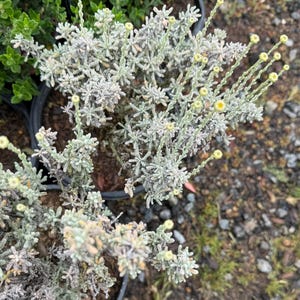 Lavender Cotton (santolina Chamaecyparissus) - Etsy