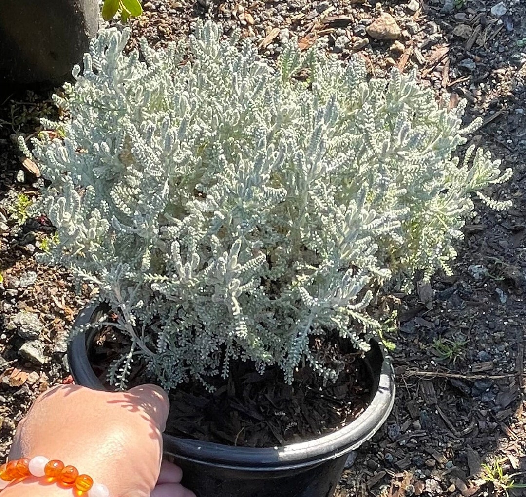 Lavender Cotton (santolina Chamaecyparissus) - Etsy