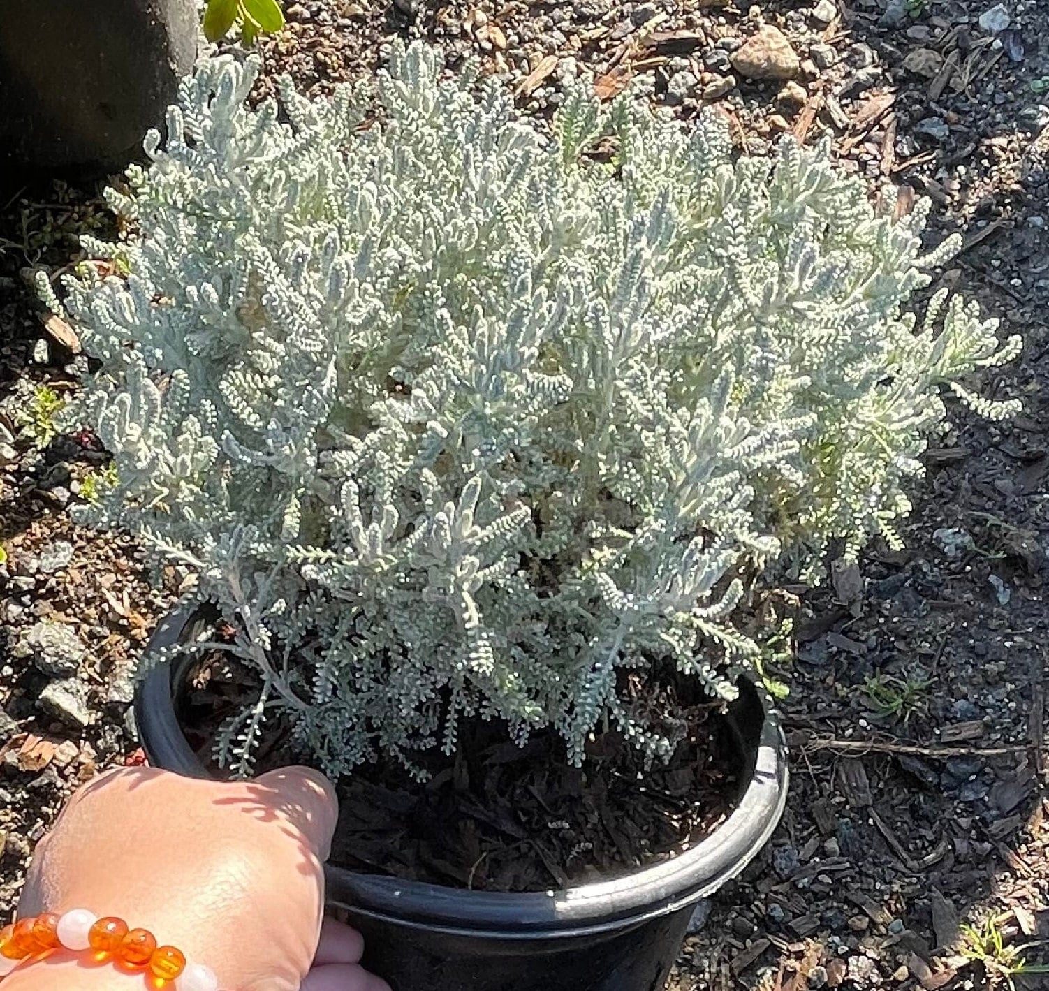 Lavender Cotton (santolina Chamaecyparissus) - Etsy