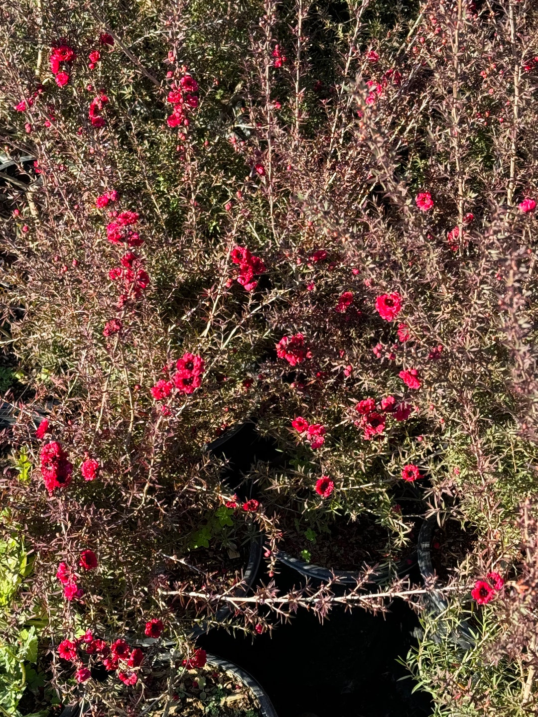 Leptospermum Scoparium Tea Tree - Not Currently Blooming! 3 Colors to ...