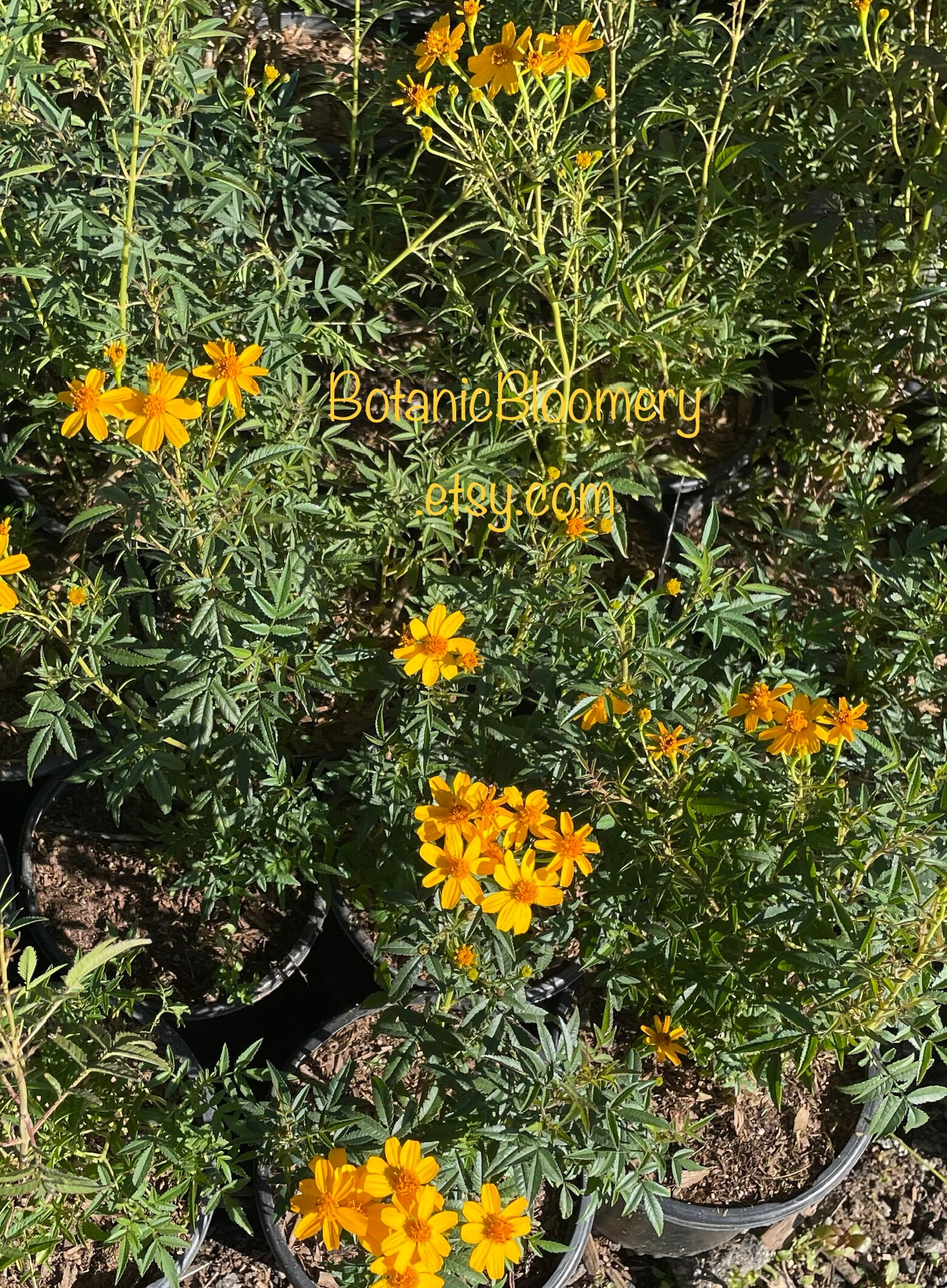Mexican Marigold- Tagetes Lemmonii- Mountain Marigold - Etsy