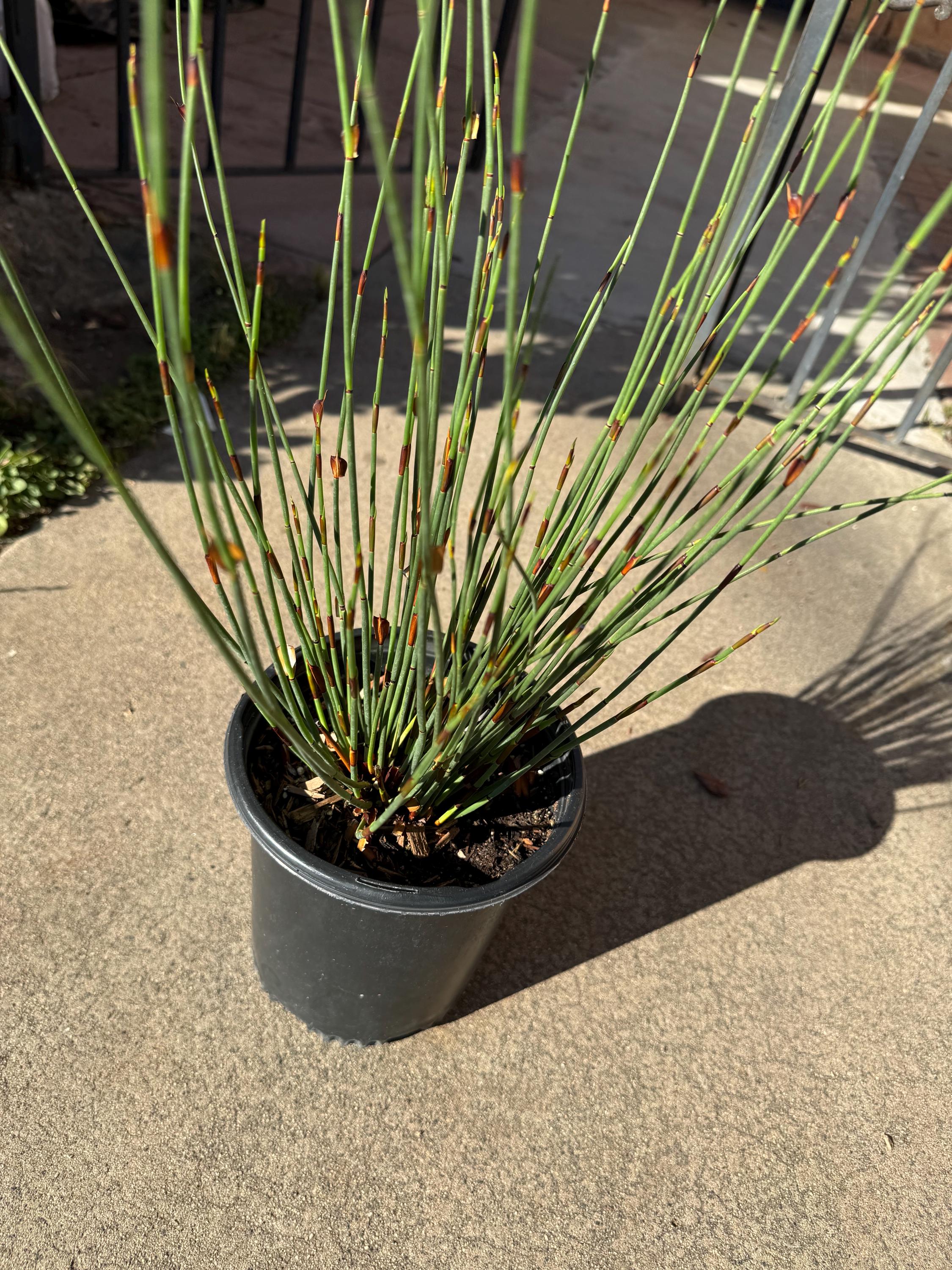 Cape Rush (chondropetalum Tectorum) – One Gallon Pot - Etsy