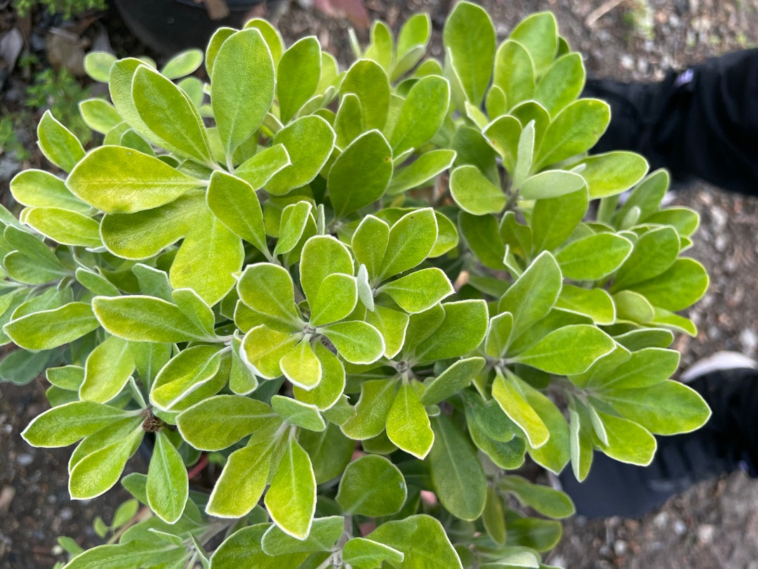 Dwarf Karo Pittosporum (pittosporum Crassifolium 'compactum' or 'nana ...