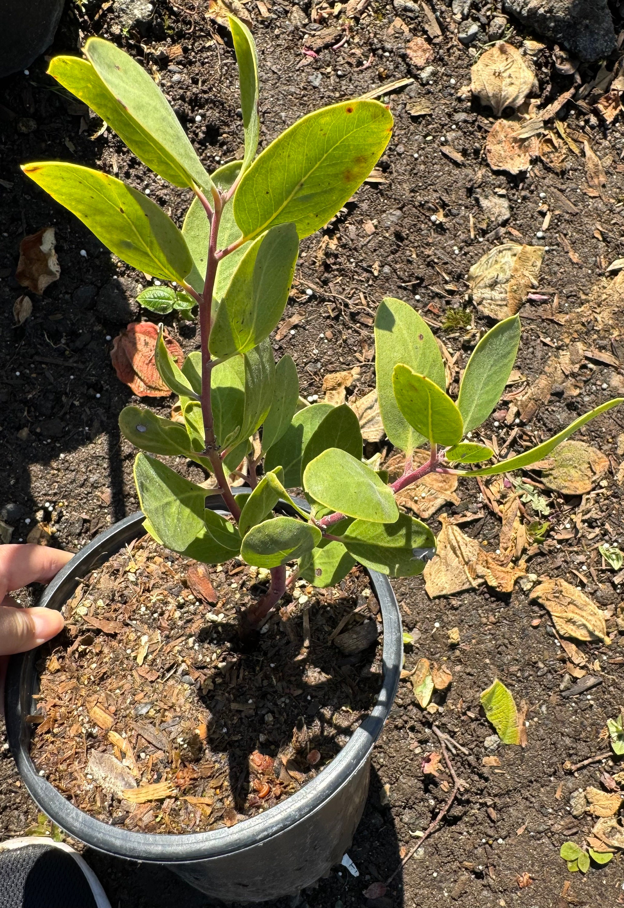 Arctostaphylos Densiflora 'dr. Hurd' Manzanita or 'howard Mcminn ...