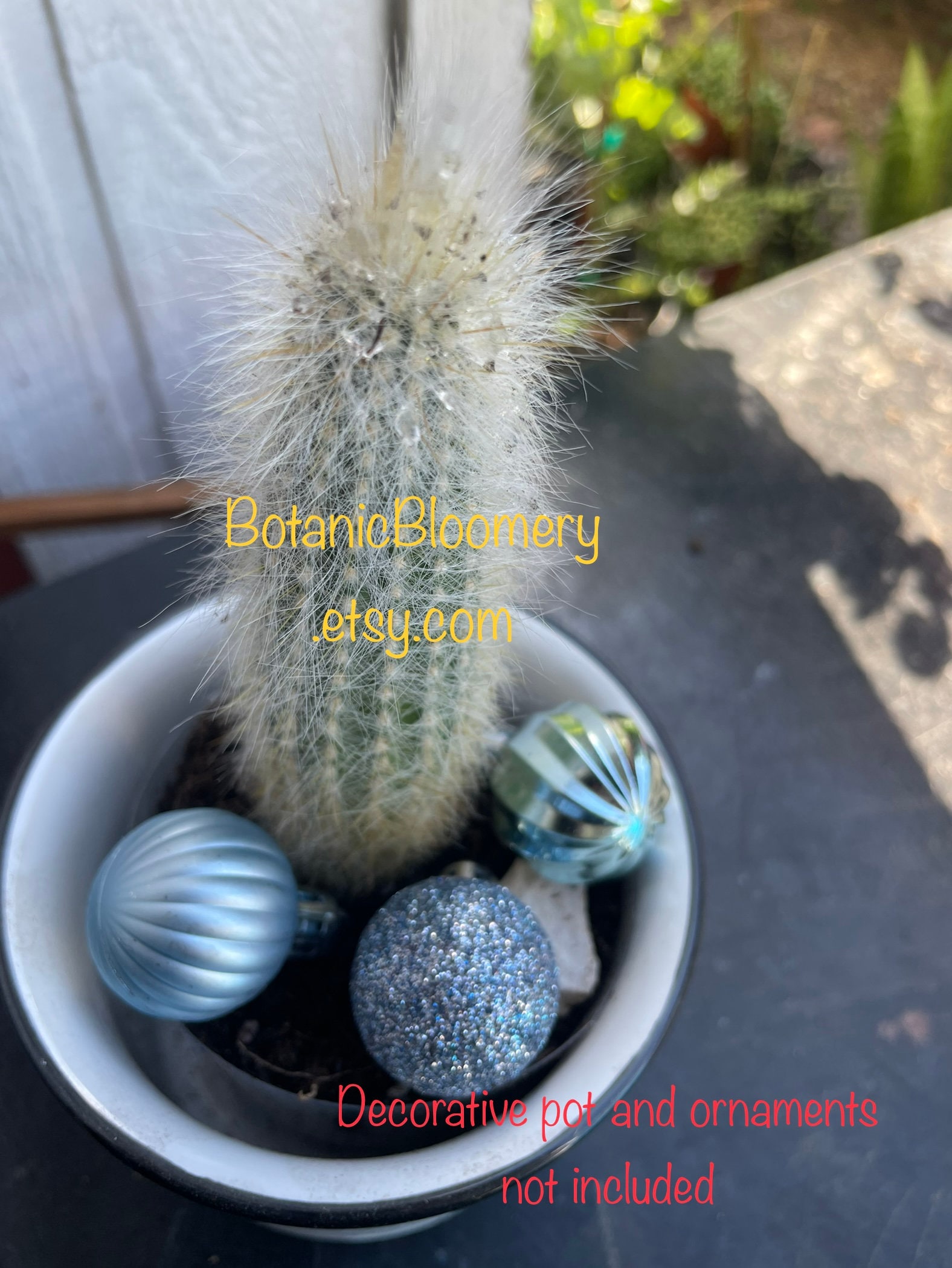 Silver Torch Cactus cleistocactus Strausii Unique and Hardy Succulent ...