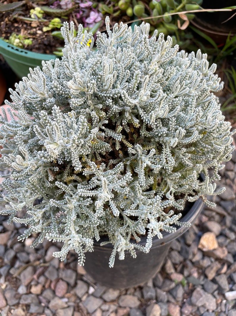 Lavender Cotton (santolina Chamaecyparissus) - Etsy