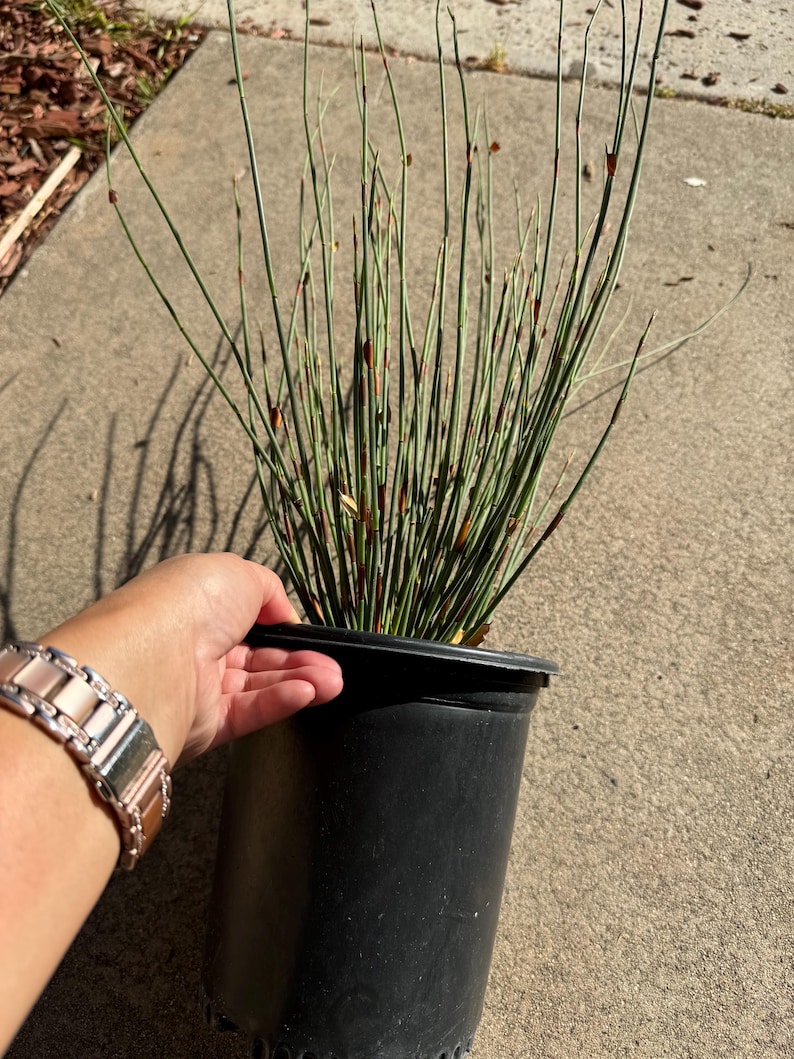 Cape Rush (chondropetalum Tectorum) – One Gallon Pot - Etsy