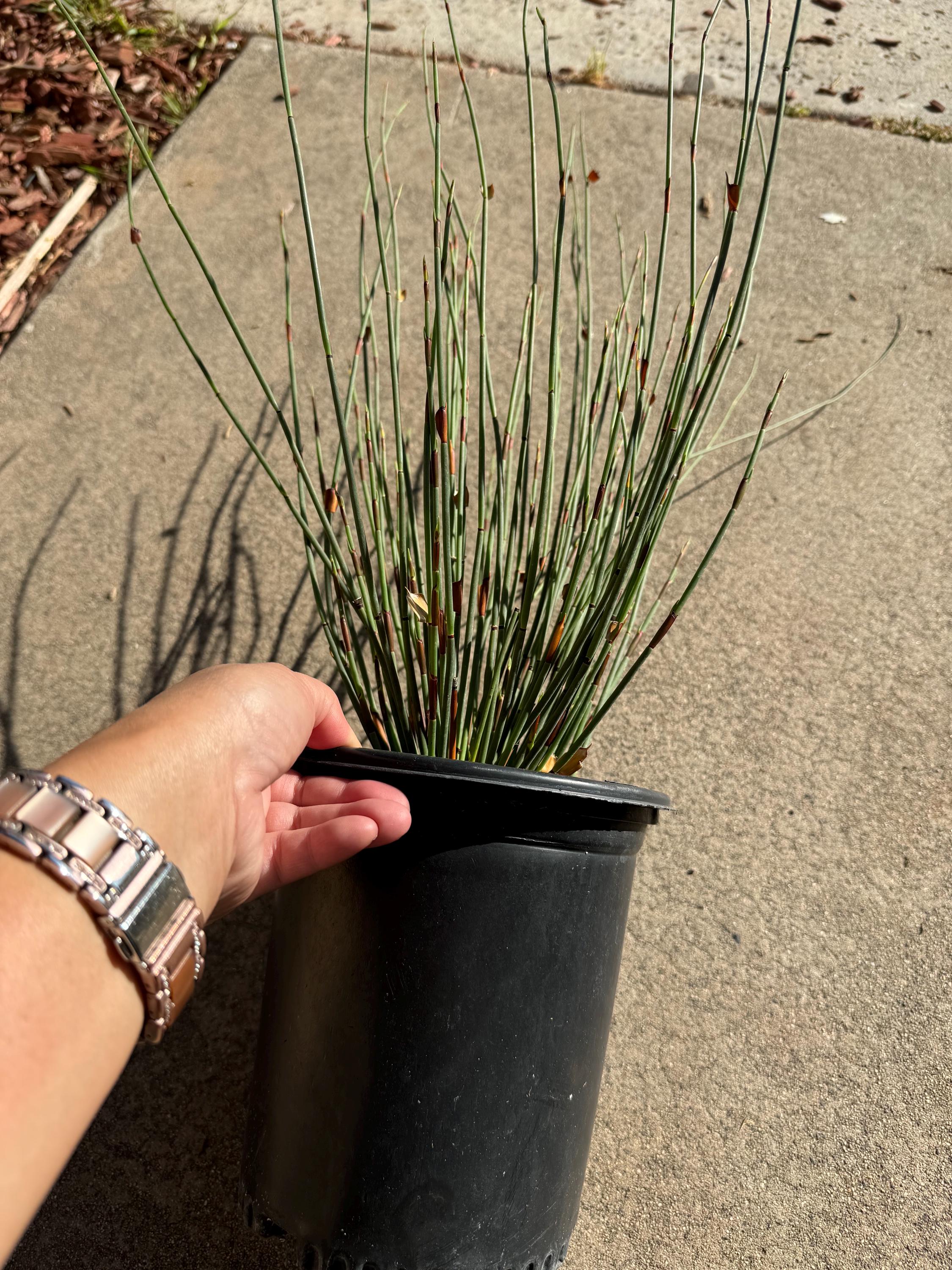 Cape Rush (chondropetalum Tectorum) – One Gallon Pot - Etsy